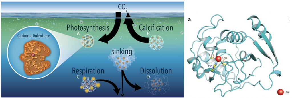 Projects - Subhas Lab